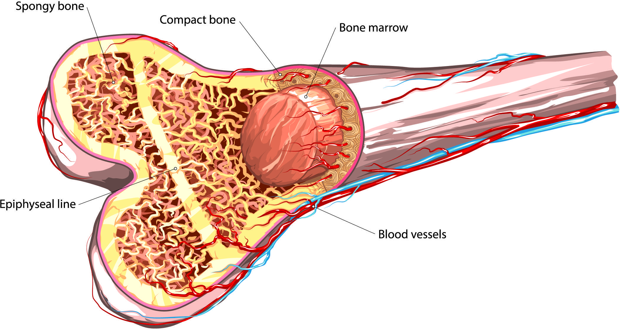 Bone Marrow Transplant Cost And Assistance